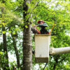Our Work | Southern Tree Surgery